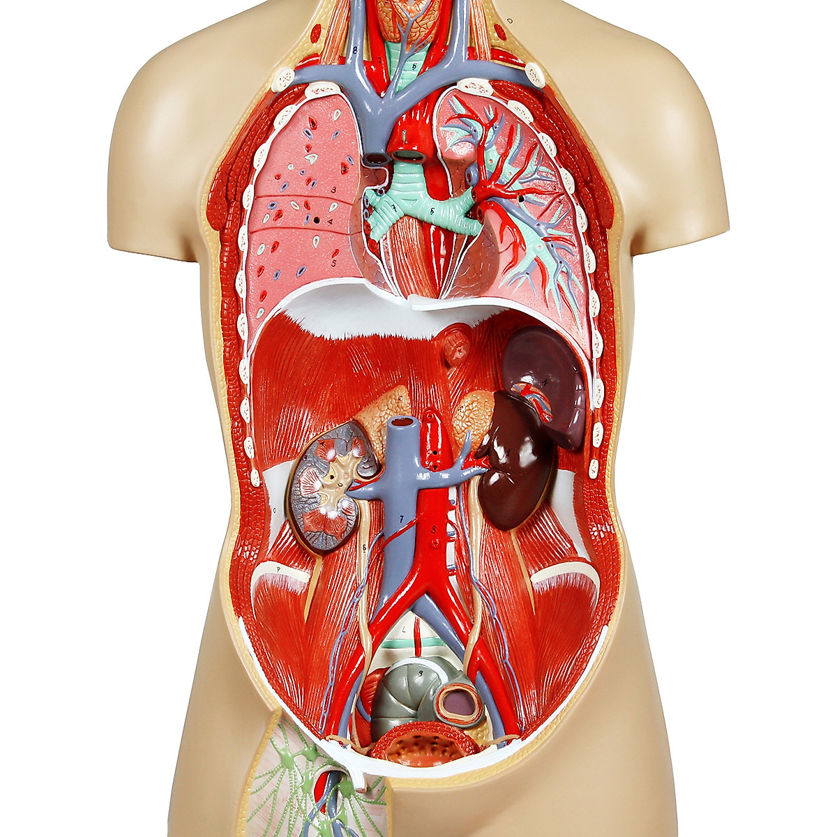 Vision Scientific VAT107-DC 17 Parts Sexless Human Torso | Open Back Exposes Muscular Layers, Vertebral Volume, Nerve Branches |Neck Dissected Shows Muscular, Neural, Vascular and Glandular Structure