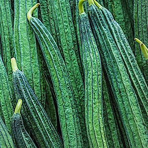 Gourd Seeds - Yu Sing - Hybrid - 2 g Packet ~30 Seeds - Non-GMO, F1 Hybrid - Asian Garden Vegetable