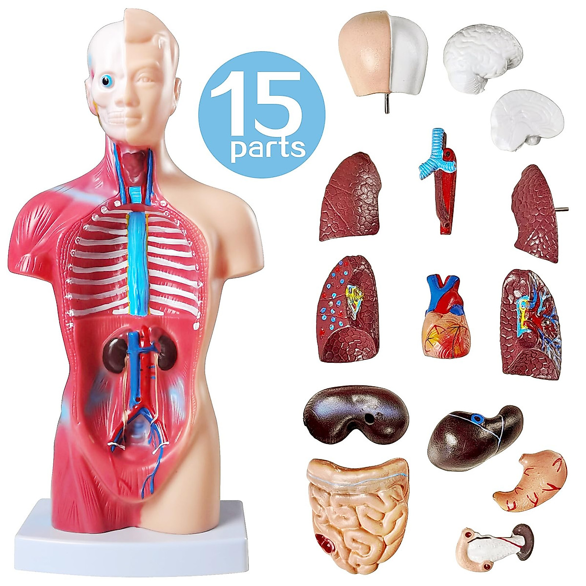 NEW HORIZON Human Anatomy Torso Model 10.5 Inch Anatomical Assembly Model of Human Organs 15 PCS Removable Organs School Medical Education Display with Detailed Installation Manual