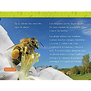 National Geographic Readers: Las Abejas (L2) (Spanish Edition)