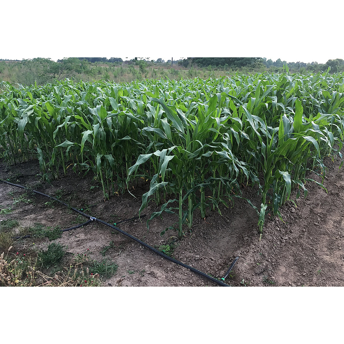 Drip Tape (8 mil) Irrigation Kit for Vegetable Gardens | 1470 ft. Roll | Fittings for 20 Rows