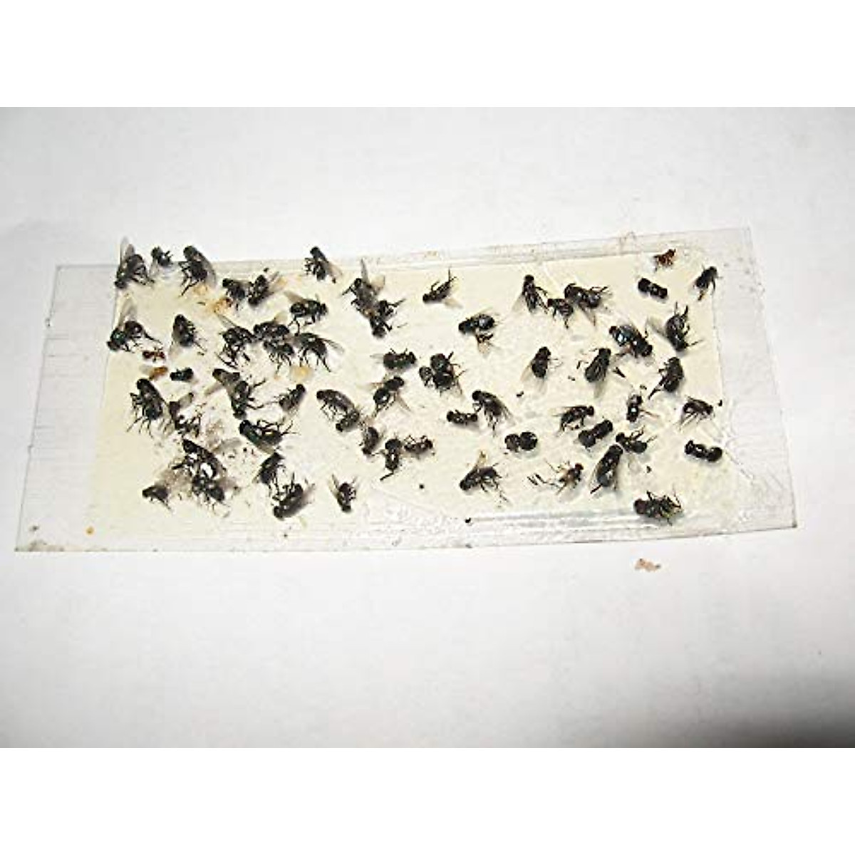 10 Pk Camel Cricket/Roach/Scorpion Sticky Traps