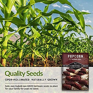 Survival Garden Seeds - Strawberry Popcorn Seed for Planting - Packet with Instructions to Plant and Grow Garnet Kernel Ornamental Popcorn in Your Home Vegetable Garden - Non-GMO Heirloom Variety