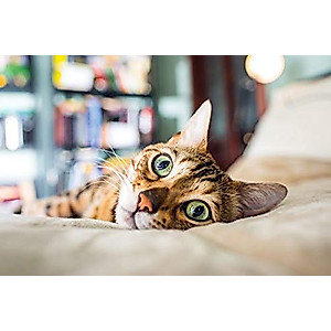 I LOVE MY PETS LLC Turmeric cat - Cats Joint Health with Turmeric - Powerful Formula - VETS Choice - Vitamin c for Cats - 1 Bottle (60 Treats)