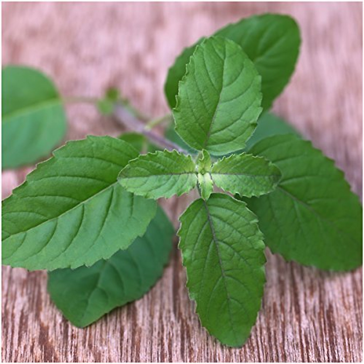 Seed Needs, Culinary Basil Herb Seed Packet Collection (8 Individual Basil Seed Varieties for Planting) Non-GMO & Untreated