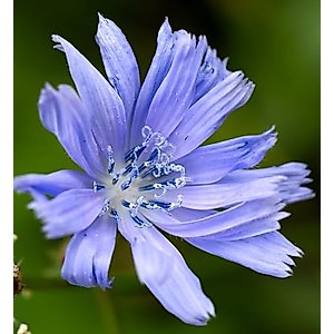 Rare Blue Daisy Seeds for Planting - Beautiful Flowers for The Garden