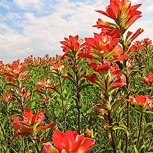 QAUZUY GARDEN Scarlet Indian Paintbrush Castilleja Prairie-Fire 340 Seed Drought Tolerant Rare Tropical Exotic Flower Striking Landscape Plant for Garden