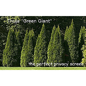 Thuja Arborvitae Green Giant - 10 Live Quart Size Plants - Evergreen Privacy Trees