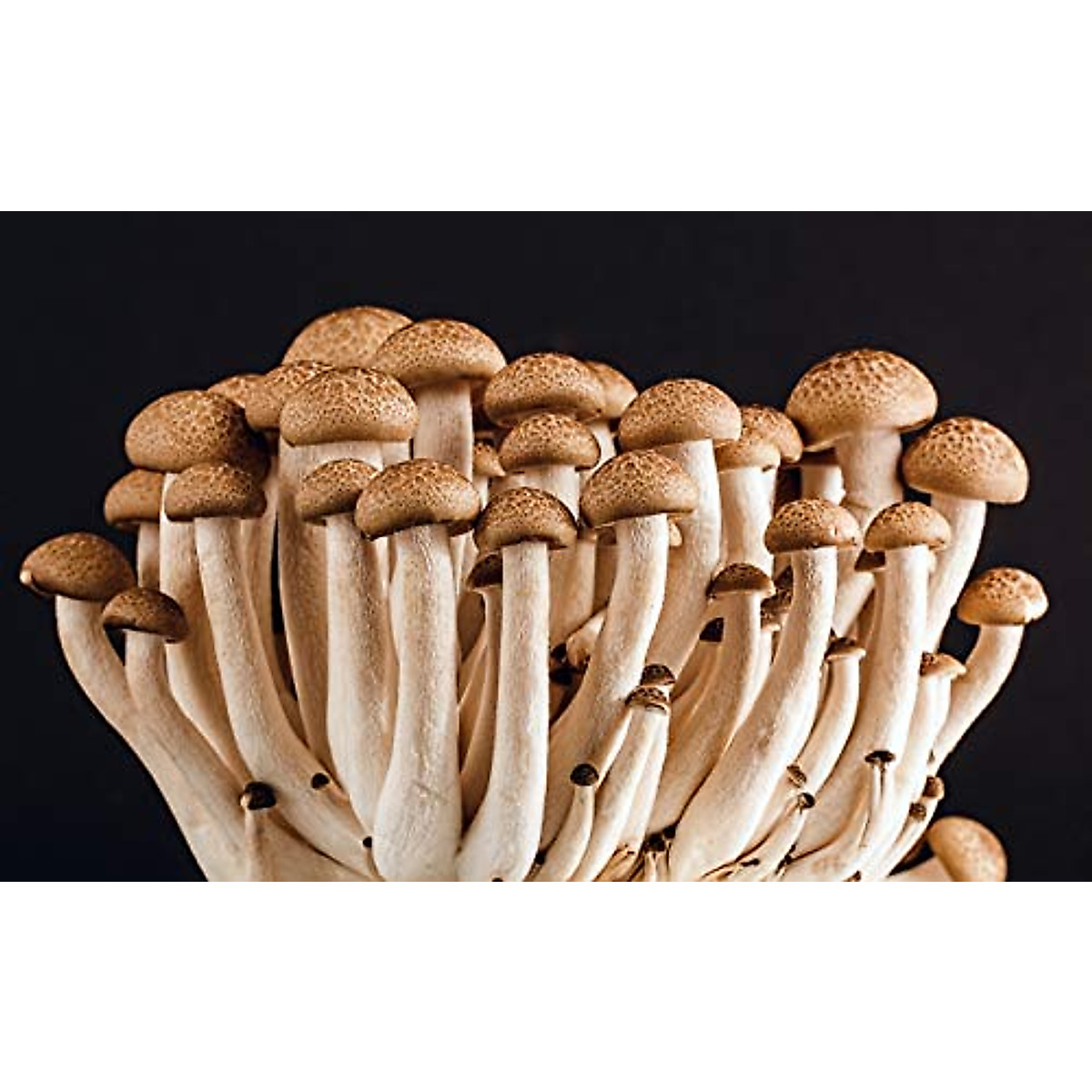 Malt Extract Agar (MEA) Dehydrated, 100 grams