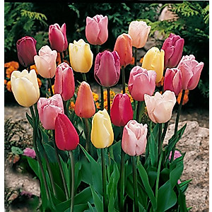 Mixed Triumph Tulips (25 Bulbs) - Assorted Colors of Tulip Bulbs by Willard & May