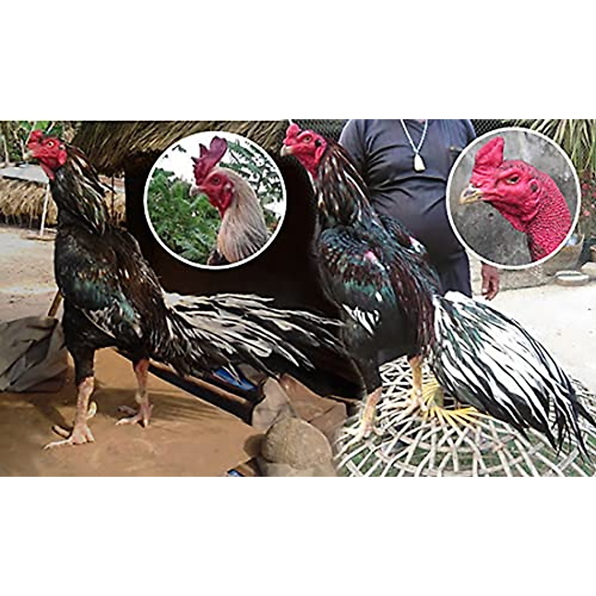 HULX POWER PLUS 100 TABLETS, Fast Increasing Energy Formula Rooster Booster Vitamins Health Chicken Supplement for Good Health, Build Muscle, Blood, Power Feed Poultry Bird Fighting Gamecocks Hen Food