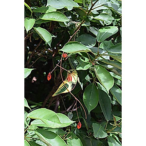 Lolitarcrafts Hummingbird Stained Glass Sun Catcher A Lovely Gift for Your Family