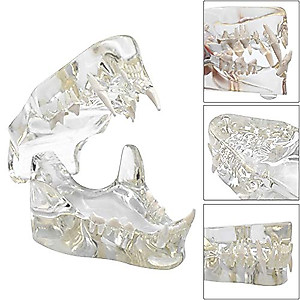Transparent Feline Teeth Model Anatomy Cat Teeth Model Animal Models Teeth Up Teaching PVC Material for Veterinary or Medical Teaching Dental Model