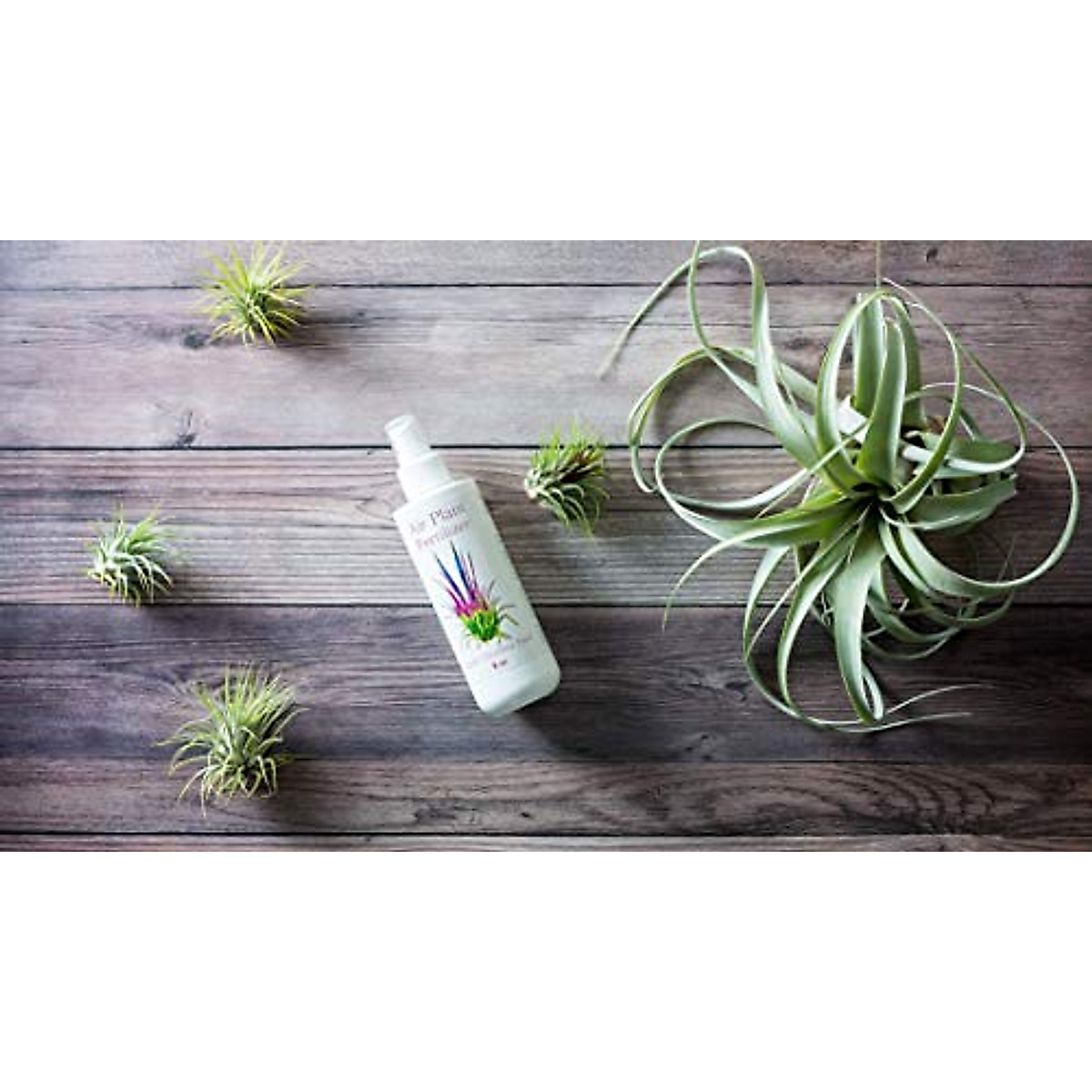 Tillandsia Air Plant Food | Fertilizer Kit with Spray Bottle and Mister | Encourages Air Plants to Bloom with Formulated Nutrients by Aquatic Arts