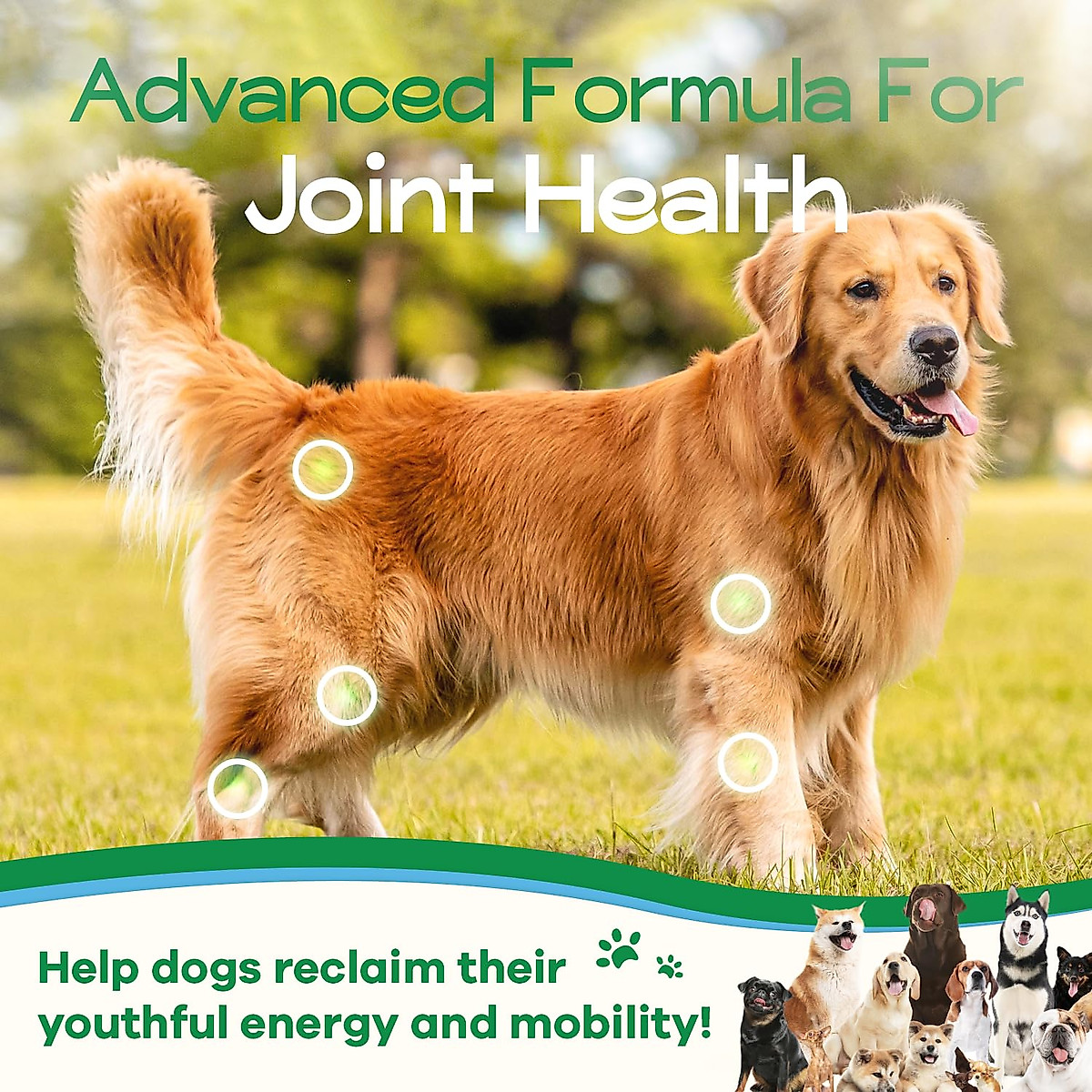 New Flex TrueCanine Joint Supplement for Dogs - All Natural Dog Joint Supplement with Green Lipped Mussel, MSM, DHA & Collagen for Dogs, Hip and Joint Supplement Dogs - Chicken Flavor, 2oz Powder