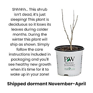 Proven Winners SYRPRC1157800 Scentara Double Blue Live Shrub 4.5" Quart Purple