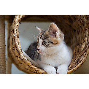 I LOVE MY PETS LLC cat Liver Support - CAT Immune Support - Booster - Healthy Supplement - cat Mushroom Supplement - 60 Treats (1 Bottle)