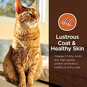 Wellness CORE Digestive Health Wholesome Grains Probiotic Coated High Protein Dry Cat Food, Chicken & Rice Dry Cat Food, 11 Pound Bag