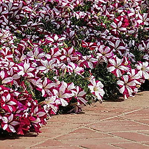 Outsidepride Burgundy Star Easy Wave Petunia Spreading Garden Flowers for Hanging Baskets, Pots, Containers, Beds - 30 Seeds