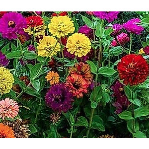"Button Box Mix" Zinnia Seeds for Planting, 100+ Flower Seeds Per Packet, (Isla's Garden Seeds), Non GMO & Heirloom Seeds, Botanical Name: Zinnia elegans, Great Home Garden Gift