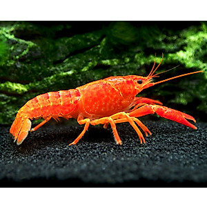 Aquatic Arts 1 Male Neon Red Crayfish | Live Freshwater Aquarium Lobster / Crawfish / Crawdad / Real Living Fish Tank Pet