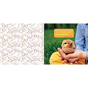 Chicken Wisdom Frame-Ups: 50 Inspirational Prints to Put You in a Fresh Frame of Mind