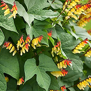 Outsidepride Mina Lobata Firecracker Flowering Vine Climbing, Trailing, Vining Plants - 100 Seeds