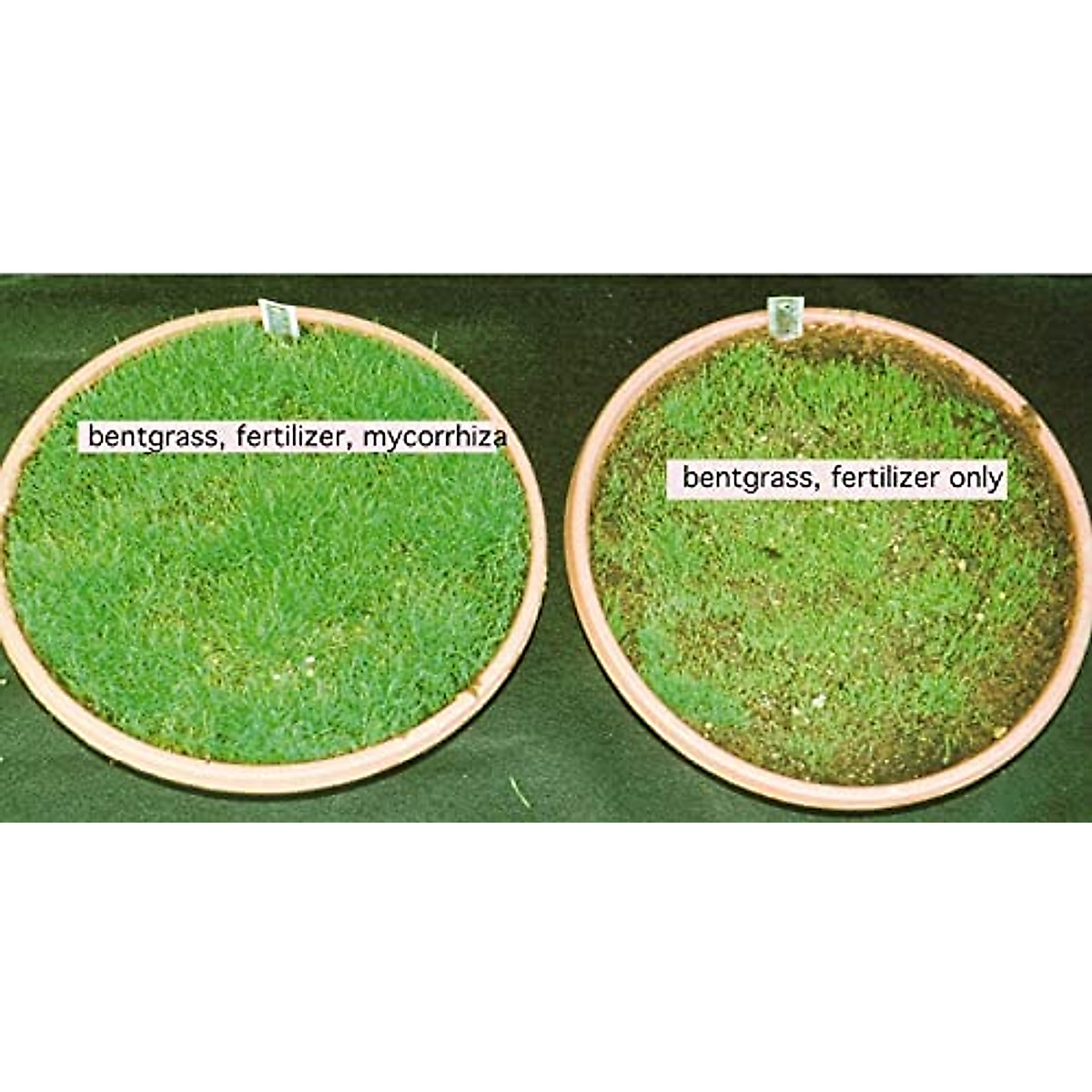 Wildroot Organic Mycorrhizae 16 Species Mycorrhizal Inoculant Drought Proof’s Plants &Trees, Saves Water & Precious Fertilizer, Root Stimulator Explodes Root Growth (5oz - 1055 Plants)