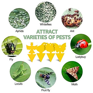 Springco Yellow Sticky Traps 40 Pack Fruit Fly Traps Gnat Sticky Traps for Indoor/Outdoor House Plants Flower Fungus Traps Insect Catcher for Mosquitoes, Bug,White (35（35+4+1） 40pack)