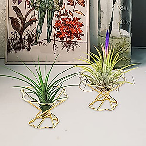 LIYI Air Plant Holder, Metal Air Plant Stand Container Airplant Display Racks for Home, Office and Wedding Decoration (Gold)