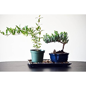 9GreenBox Bonsai Humidity Drip Tray - Decorative Catcher Plate for Drainage and Moisture - Black Polished Plastic Container with Natural Pebbles - Large Space Good for 2 Potted Miniature Trees - 7"x9"