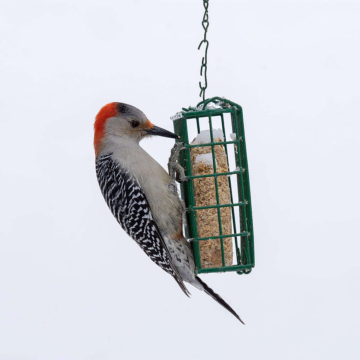 C&S High Energy Delight No Melt Suet Dough 11 Ounces, 12 Pack