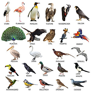 25 Fridge Magnets for Toddlers - Birds Photo Kids Magnets for Fridge - Toddler Magnets for Refrigerator - Magnetic Animals - Fridge Magnets for Kids - Animal Magnets - Toddler Fridge Magnets