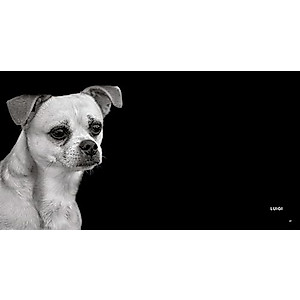 Finding Home: Shelter Dogs and Their Stories