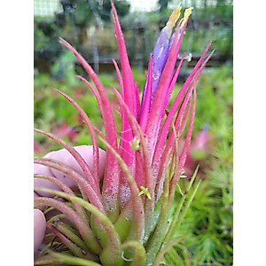 It Blooms Rainforest Grown One RED Ionantha Fuego Air Plants - Live Tillandsia - 1.5 to 3 inches - 30 Day Guarantee