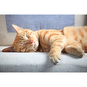 MY LUCKY PETS LLC Amino Acid Supplement for Cats - CAT L-LYSINE Powder - Immune System Booster - Eye Health - Vet Recommended - Natural - Anti inflammatory for Cats - 1 Bottle (8 OZ)