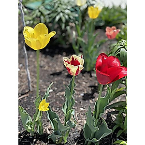 100 All in One Mixture - 50 Tulips Bulbs and 50 Daffodil Bulbs a Colorful Mix of Tulips and Popular Dutch Master Daffodils!