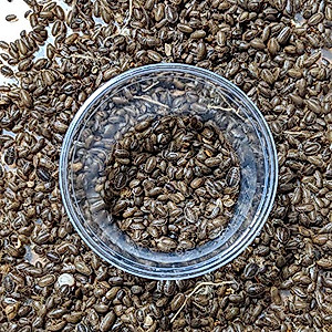 DBDPet Premium Live Dubia Roaches 255ct Small (0.25-0.375") - Bearded Dragon, Leopard Gecko, Phelsuma, Chameleon, and Other Small Reptile Food - Includes a Caresheet