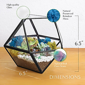 7” DIY Succulent Terrarium Kit with Live Plants, Decorative Rocks, Moss, Healing Crystals, Figurine, Tools & Geometric Glass Terrarium Décor