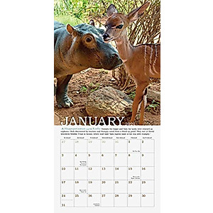 Unlikely Friendships Mini Wall Calendar 2021