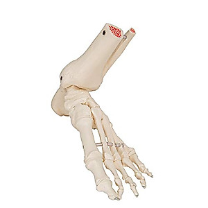3B Scientific A31/1 Foot Skeleton-flexibly w/portions of Tibia- Fibula - 3B Smart Anatomy