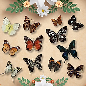 Pokiphip 12 Pcs Taxidermy Butterfly, Real Butterfly Taxidermy Natural Unmounted Butterfly Specimen, Exquisite Collection of Real Butterflies for Home Decor and Crafts