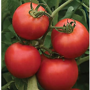 Floradade Tomato Seeds for Planting, 300+ Heirloom Seeds Per Packet, (Isla's Garden Seeds), Non GMO Seeds, Botanical Name: Solanum lycopersicum, Great Home Garden Gift