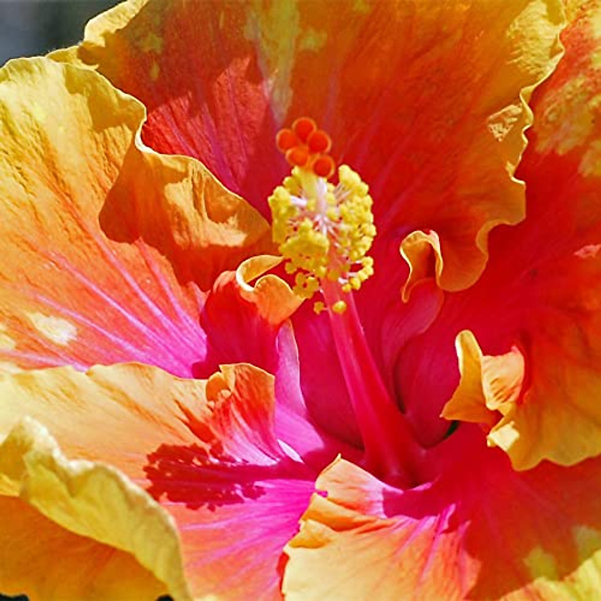 QAUZUY GARDEN 10 Seeds Double Pink Yellow Hibiscus Seeds for Planting- Hardy Exotic Perennial Garden Flower Seeds-Easy to Grow & Maintain
