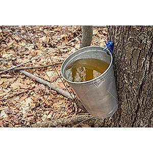 Moose Munch Coffee by Harry & David, Maple Walnut, 100 Single Serve Cups