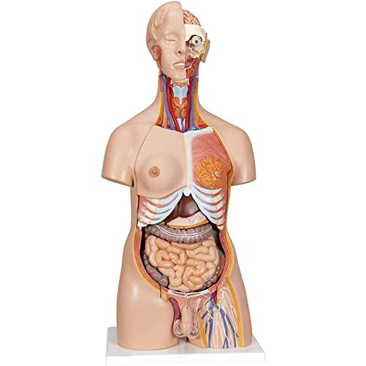 ERCTOO Human Body Model - Torso Anatomical Model - Human Torso Anatomy Model 23 Pcs Removable Parts with Heart Visceral Brain Skeleto for Preschool & School Science Medical Education Display 85cm