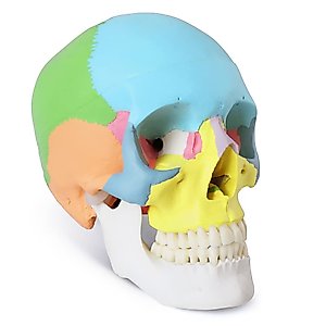 Merinden Painted Human Skull Model, Life Size Replica Medical Anatomy Adult Model with Removable Skull Cap and Articulated Mandible, Full Set of Teeth, 3-Part Didactic Skull Anatomical Model