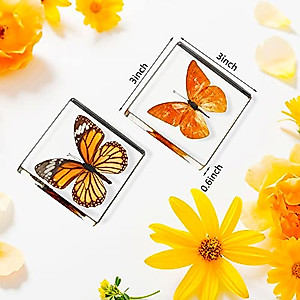 6 Pcs Real Butterfly Specimen Butterfly Paperweight Assortment Framed Butterfly Taxidermy Resin Butterfly Collection Display Science Toys for Home Office School, 6 Styles