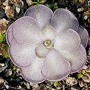 Pinguicula Cyclosecta Seeds Mexican Pinguicula Seeds Mexican Butterworts Tropical Containers Balcony Plant Indoor Outdoor by YEGAOL Garden 25Pcs