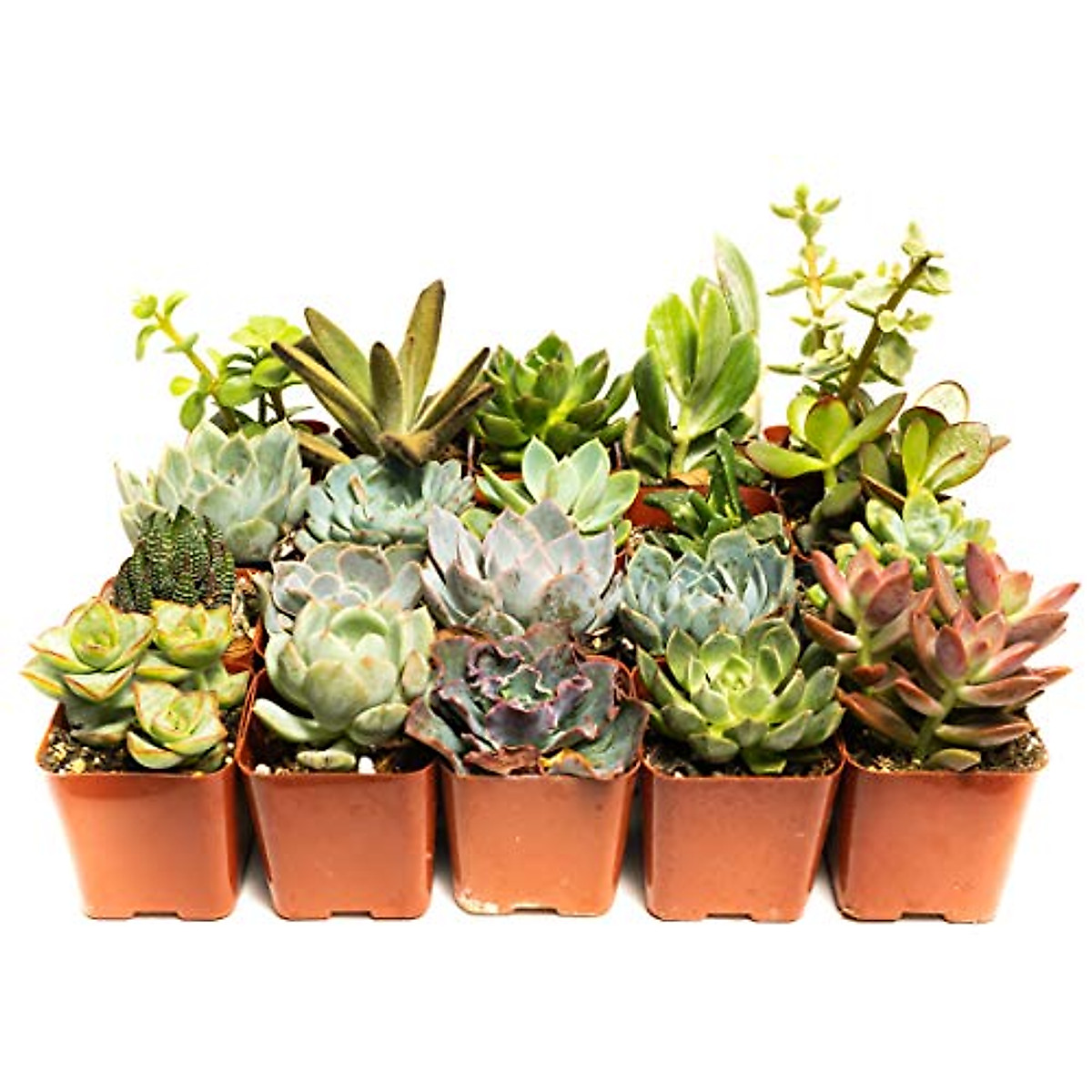 Succulent Assorted Pack- Perfect for Weddings, Party Favors, Home Gardens, and Social Events by Jiimz (20 Pack)